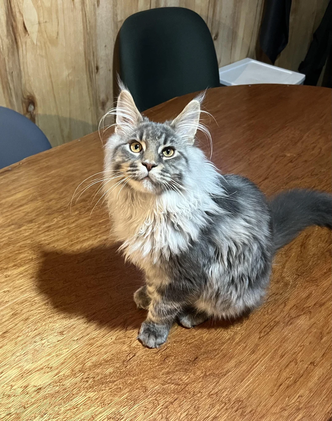 Kitten Teeth | Scrolller