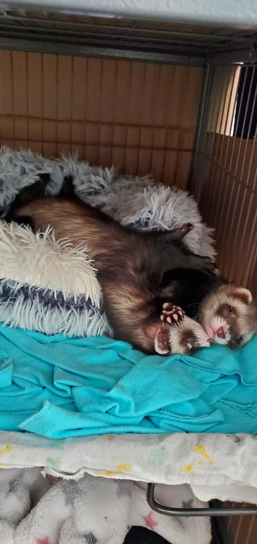 Charlie and Ferdinand waking up | Scrolller