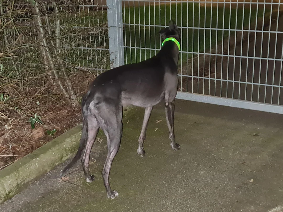 Checking out the perimeter with one floppy ear | Scrolller