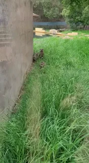 Otters showing an Eastern Brown Snake who's boss | Scrolller