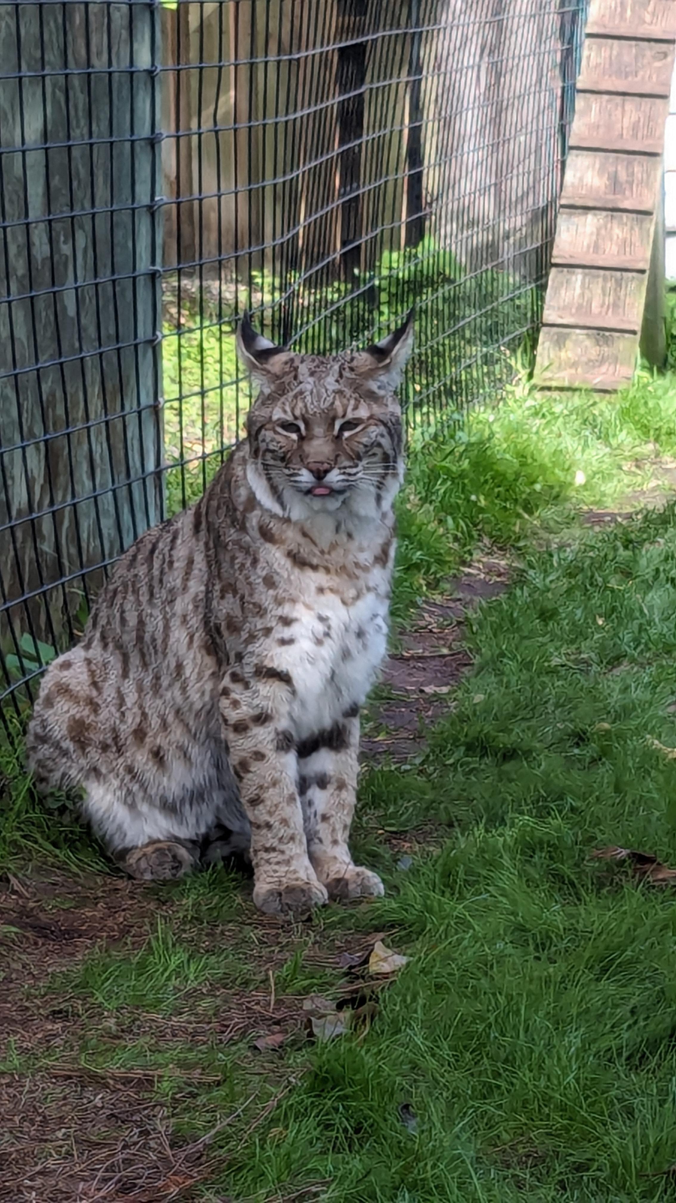Bobcat blep at Gatorland | Scrolller