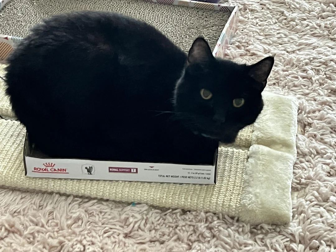 Burnt loaf in a box | Scrolller