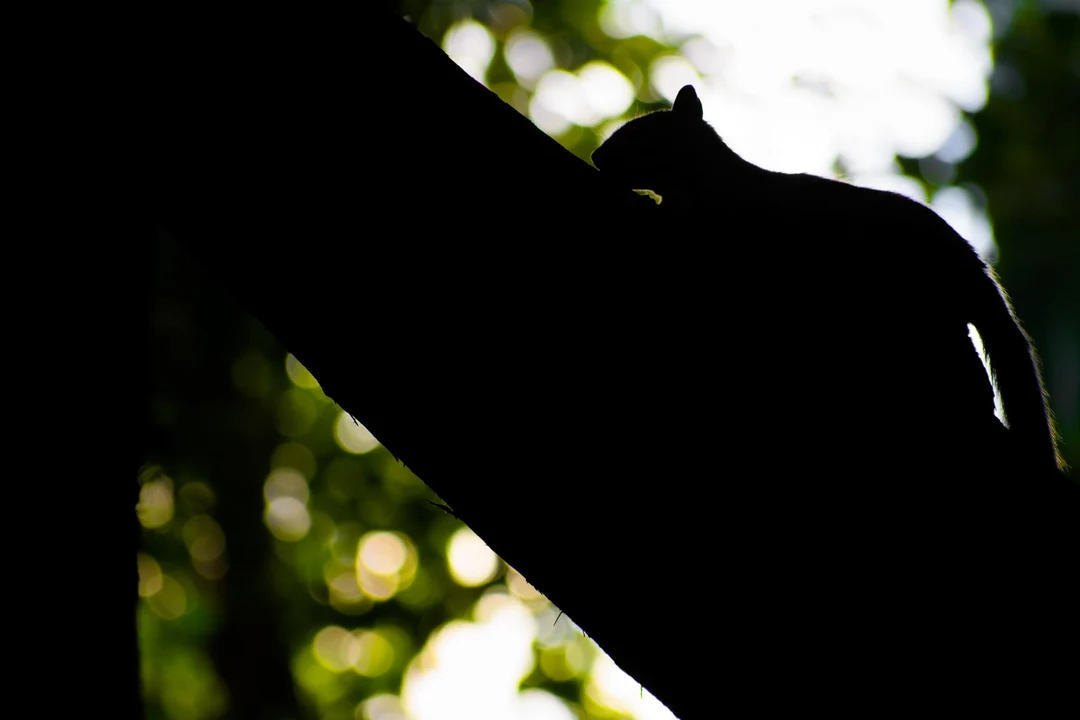 Tried to get artsy with my local squirrel pals | Scrolller