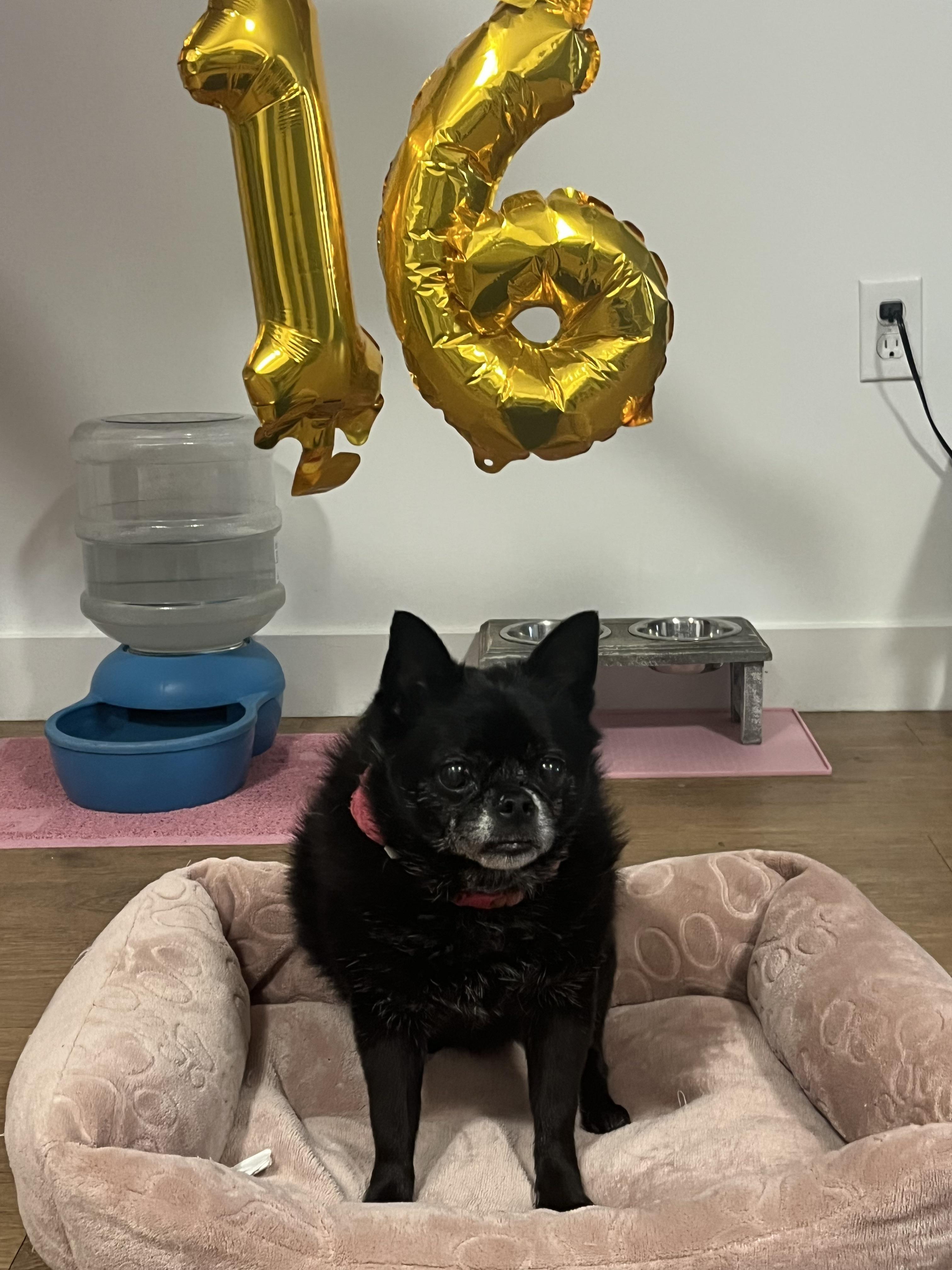 Happy birthday Coco!!! | Scrolller