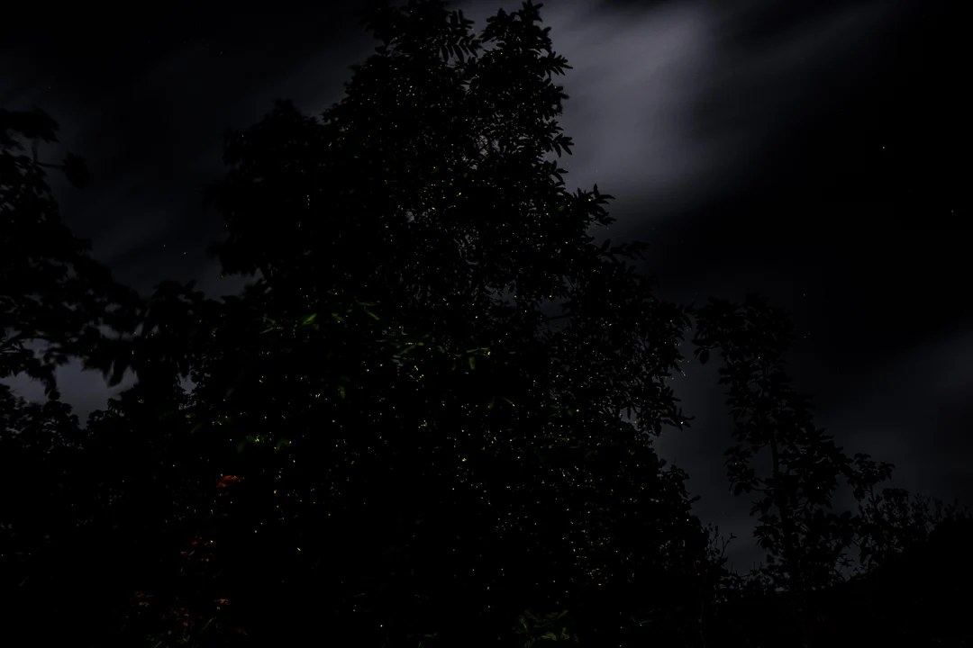 Fireflies in the Forest (Sayade, Maharashtra) [6000x4000] | Scrolller