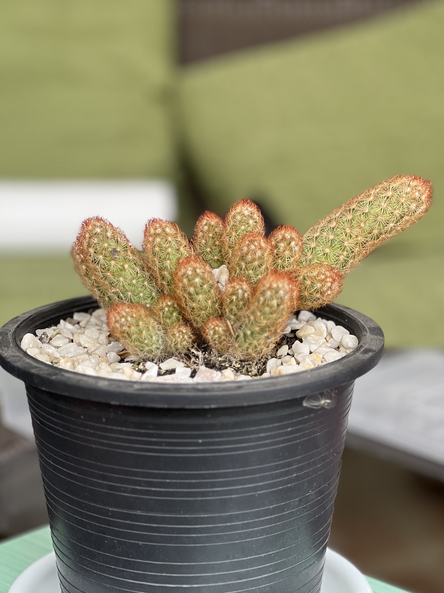 Blursed D*ck | Scrolller