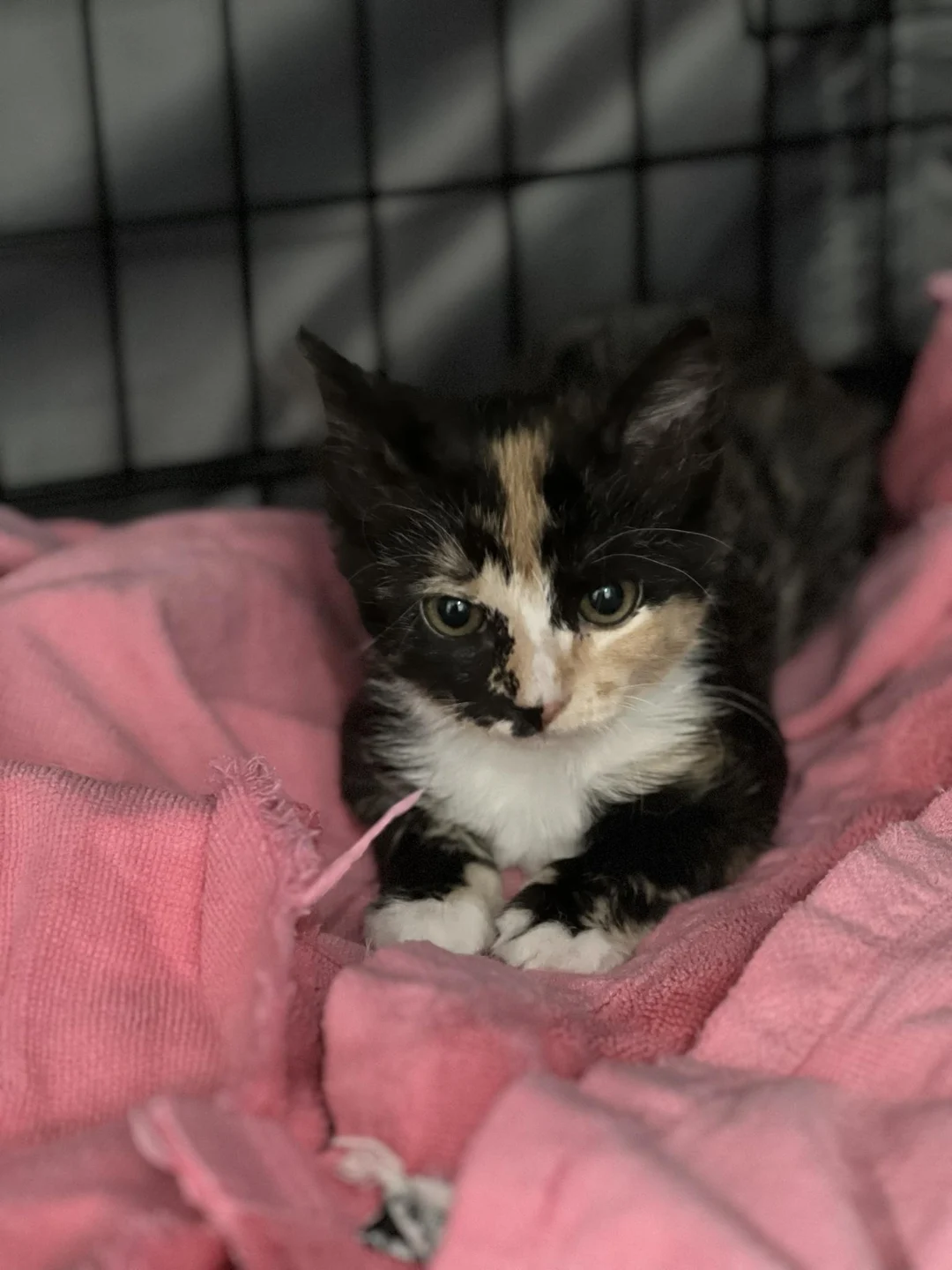 New, grumpy foster kitten | Scrolller