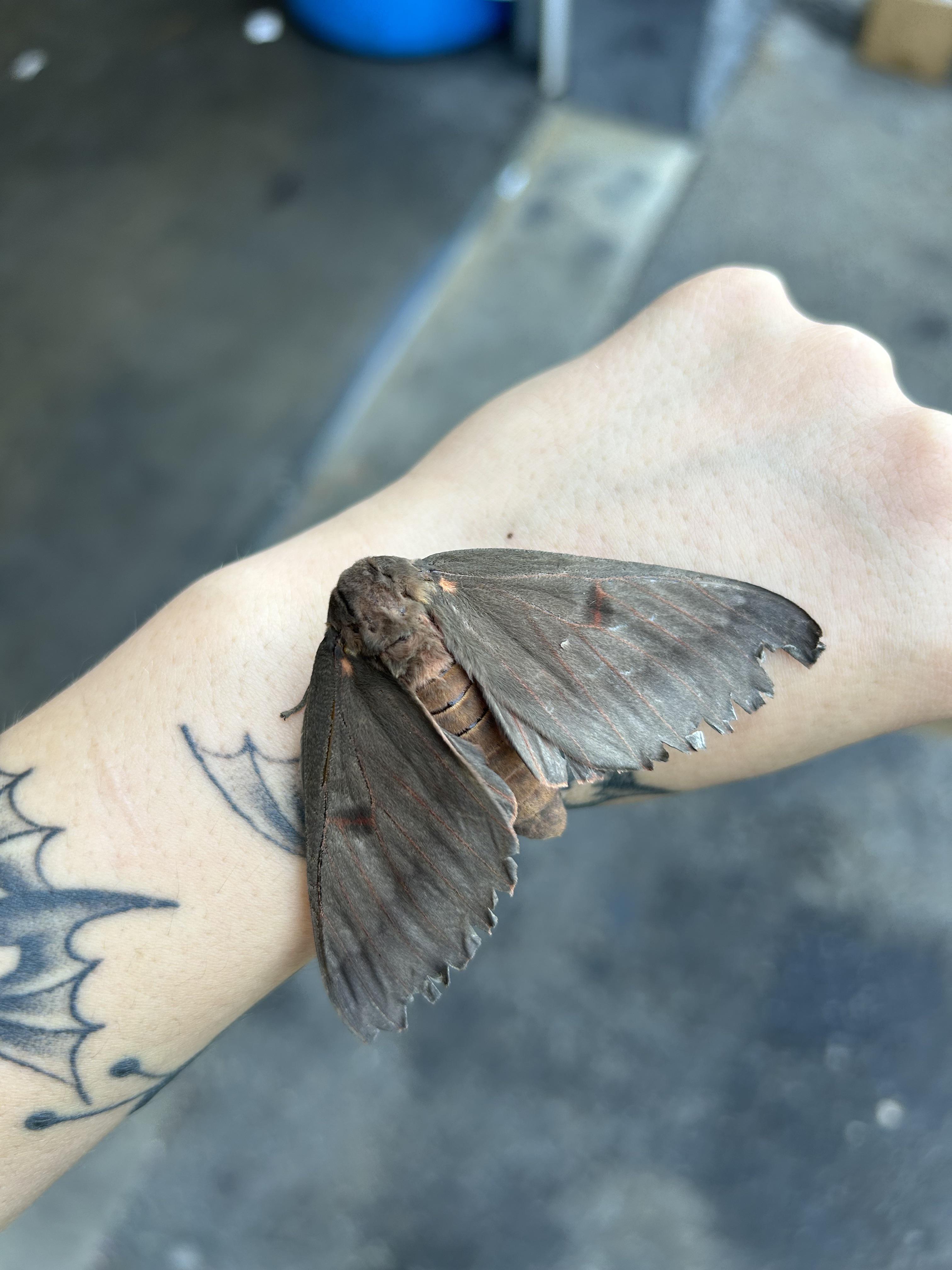 Big beautiful boy! | Scrolller