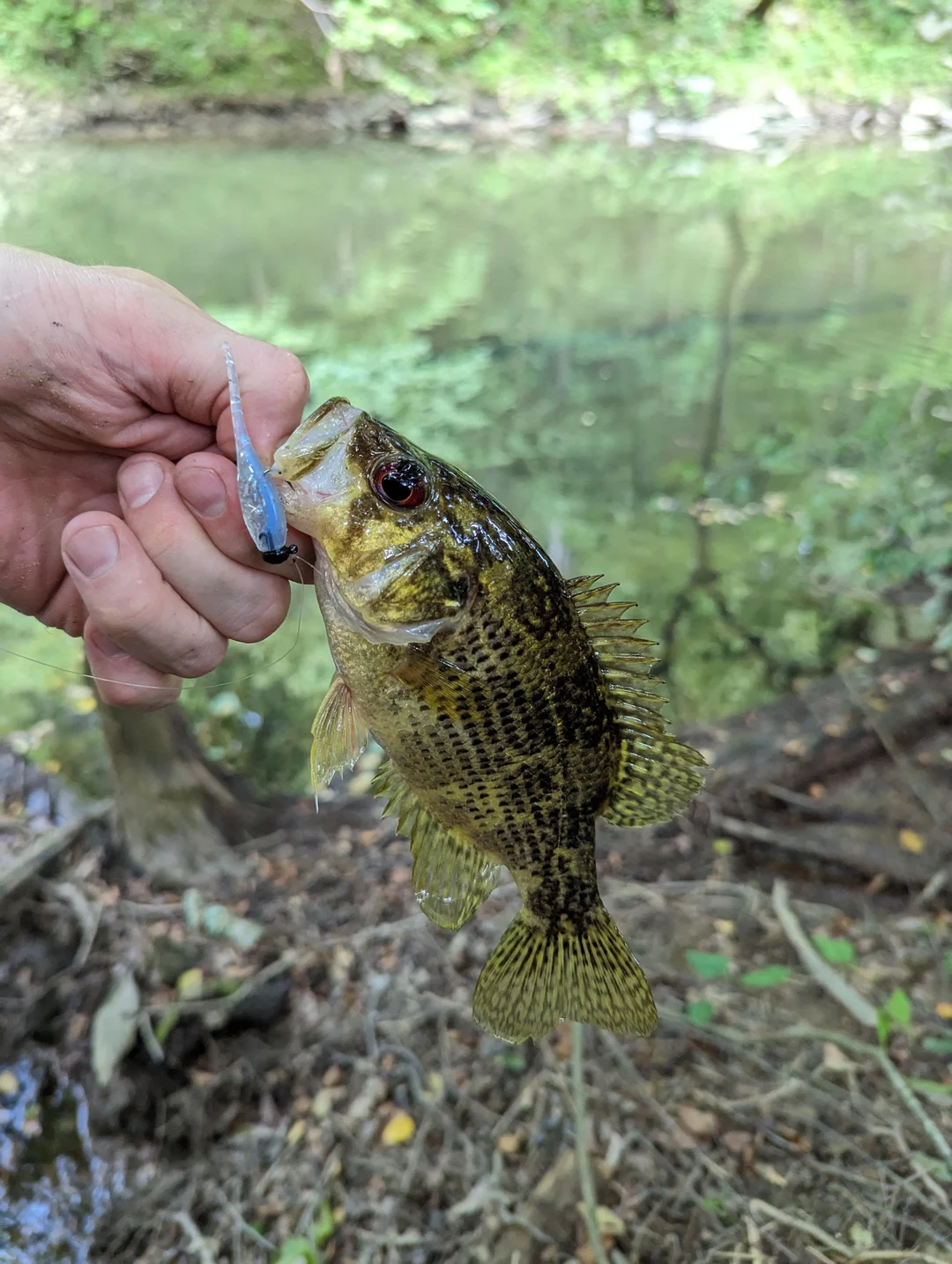 Four Species Day | Scrolller