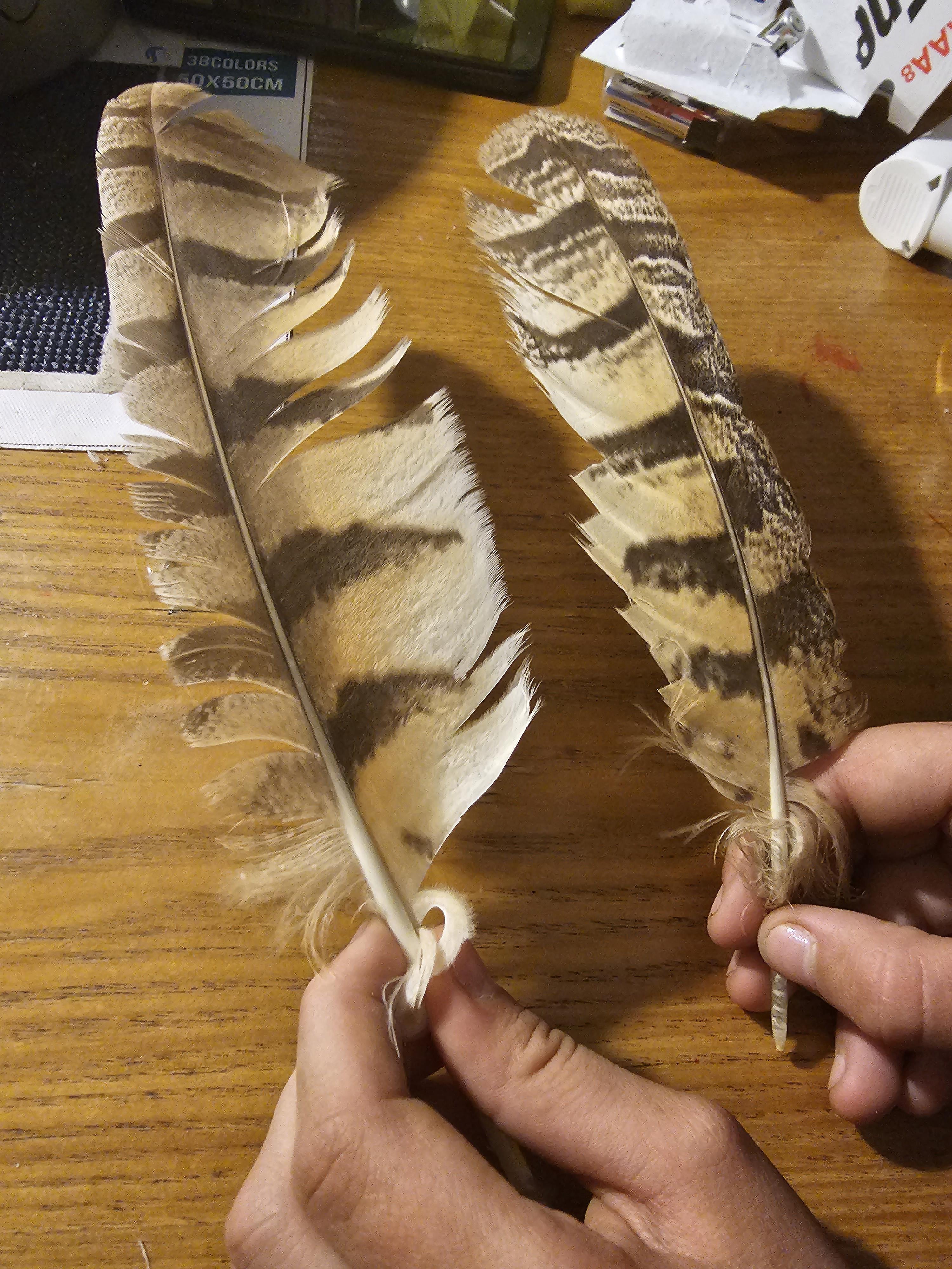 Look at the size of these Owl Feathers! | Scrolller