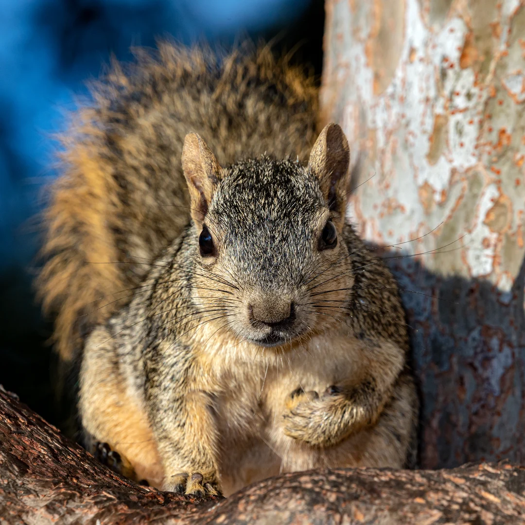 Mother Squirrel | Scrolller