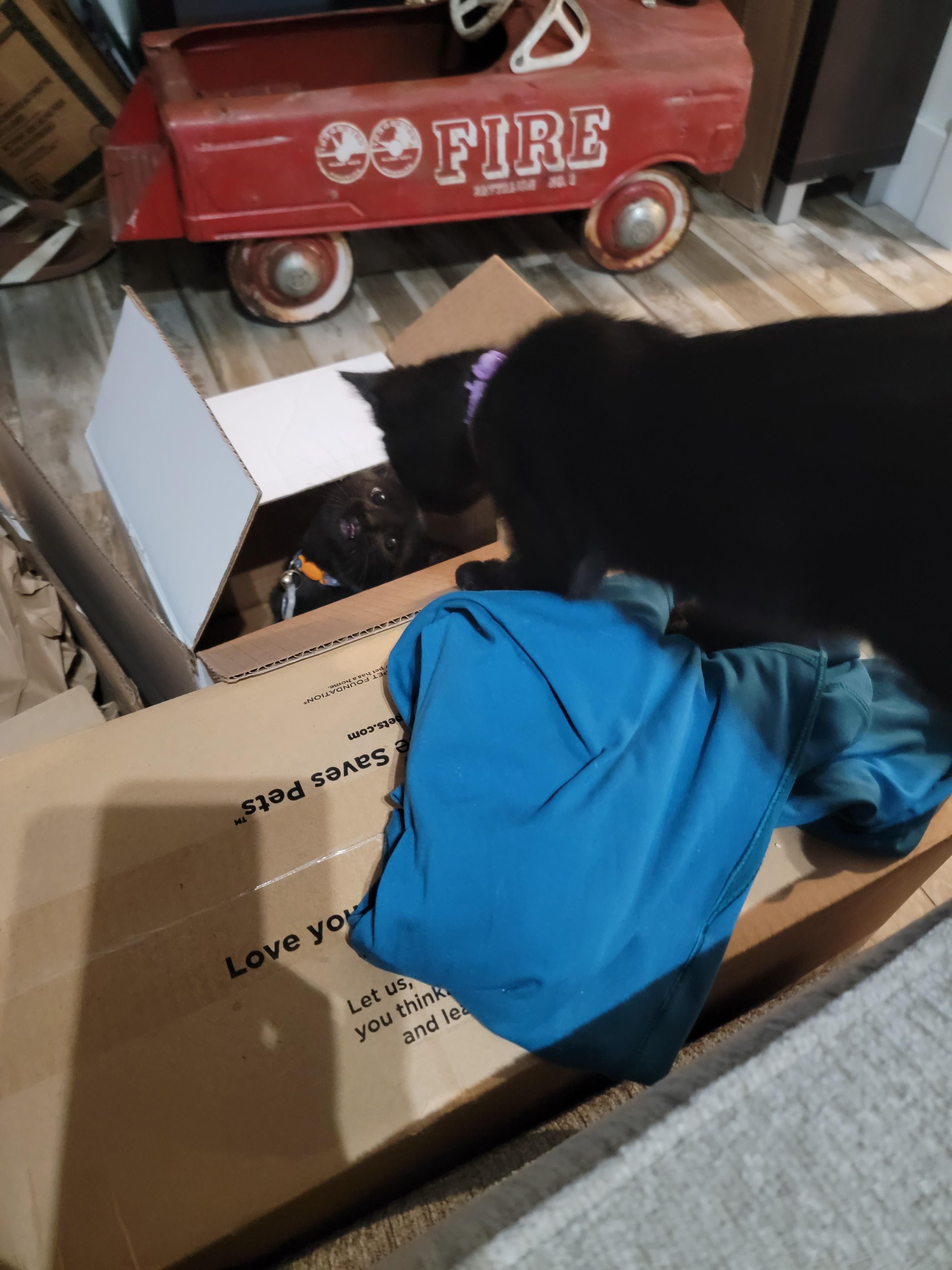 Blurry picture of cats | Scrolller