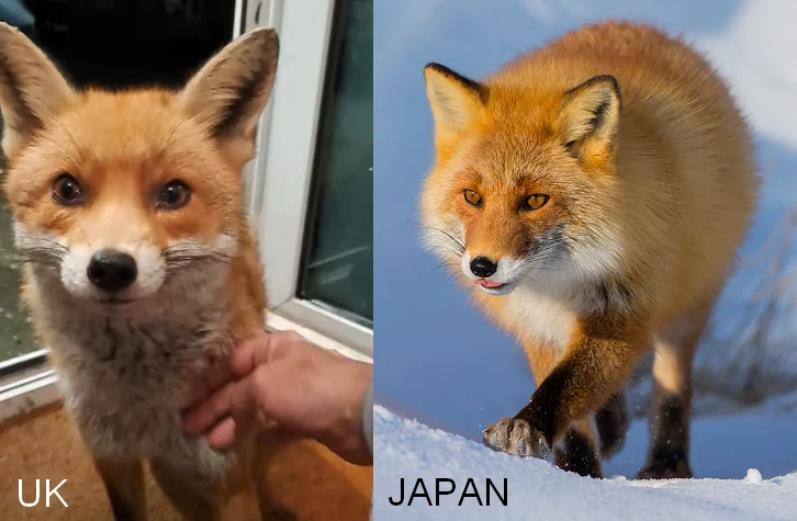 How are red foxes in East Asia virtually identical to red foxes in Europe despite living on ...