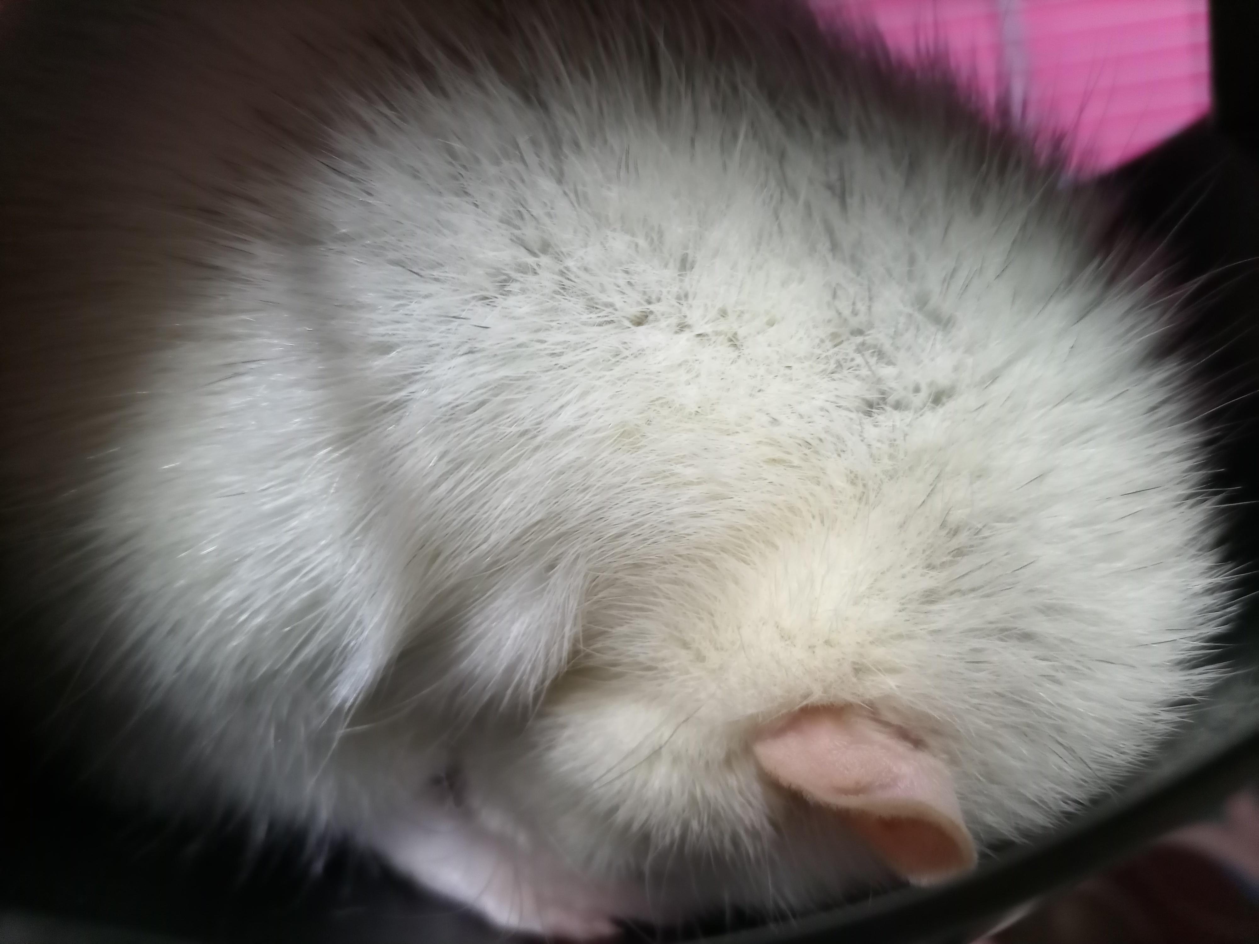 Hedgehog... | Scrolller