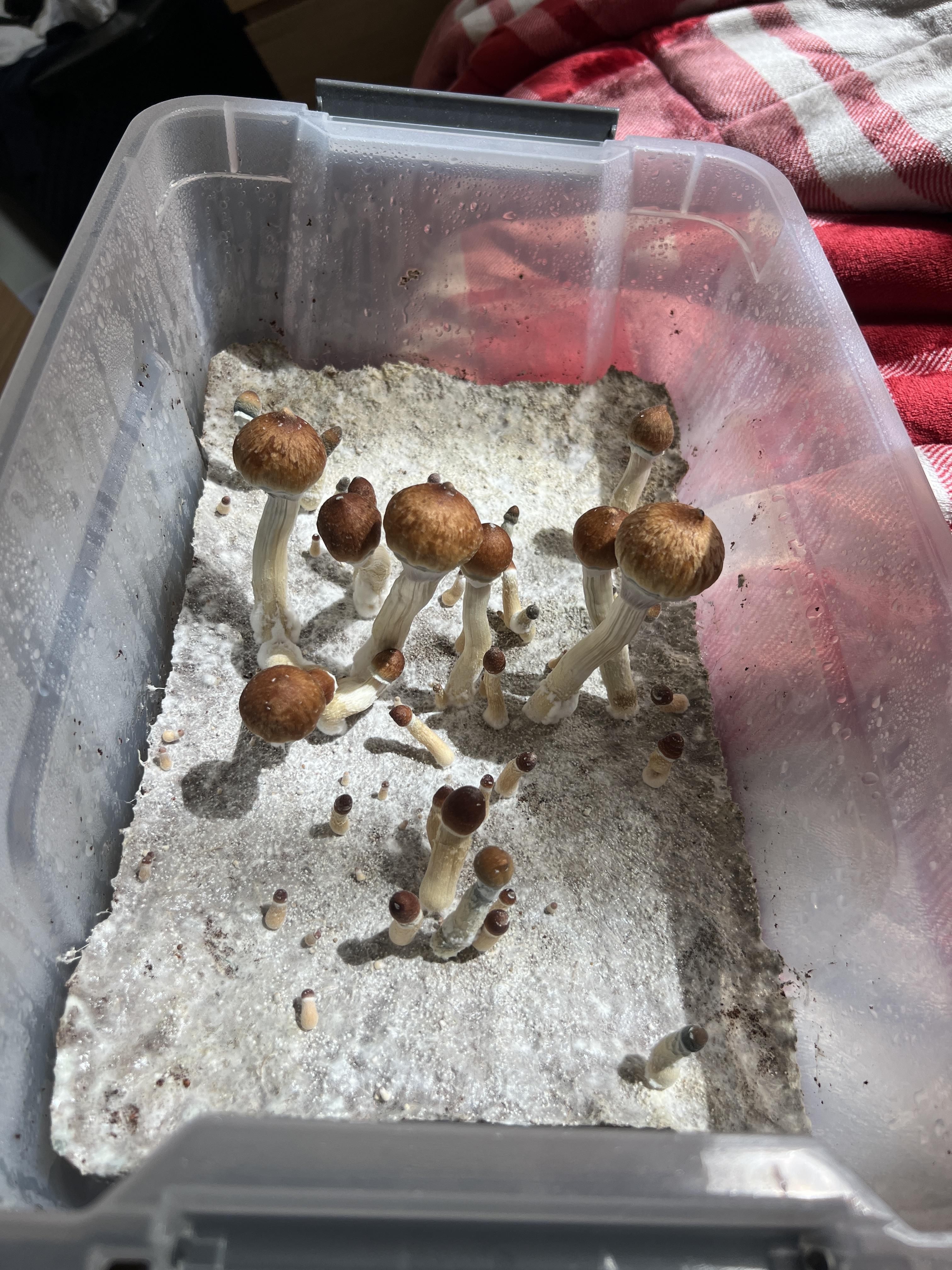 First grow update. Anything I can do to get a more even/better flush ...