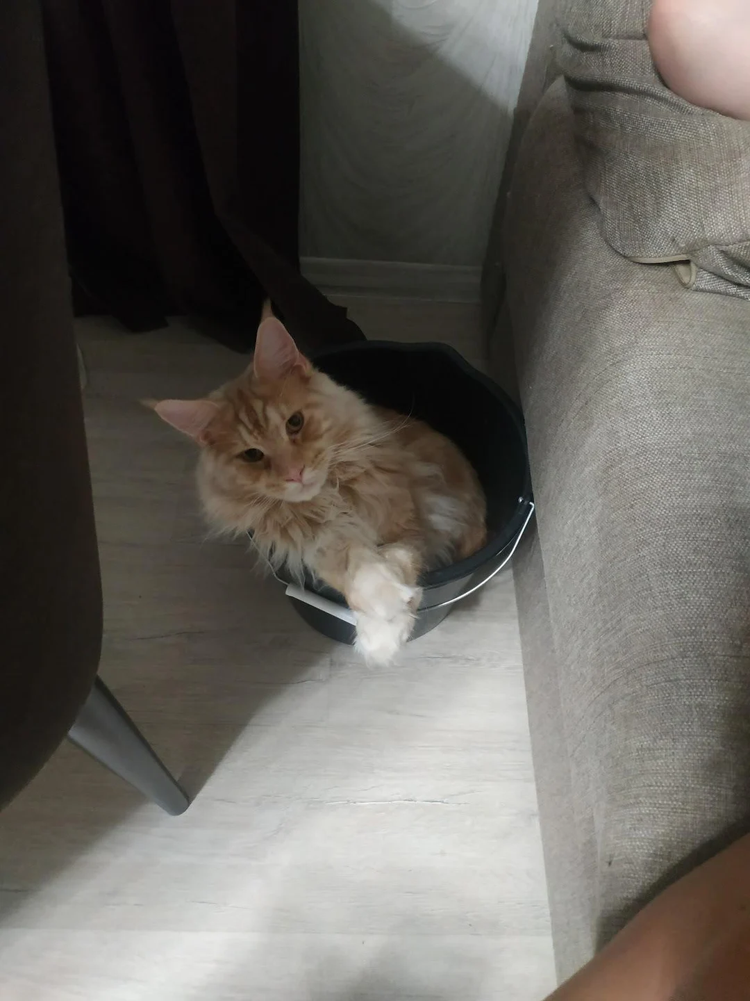 Cats are liquid. Another proof. | Scrolller