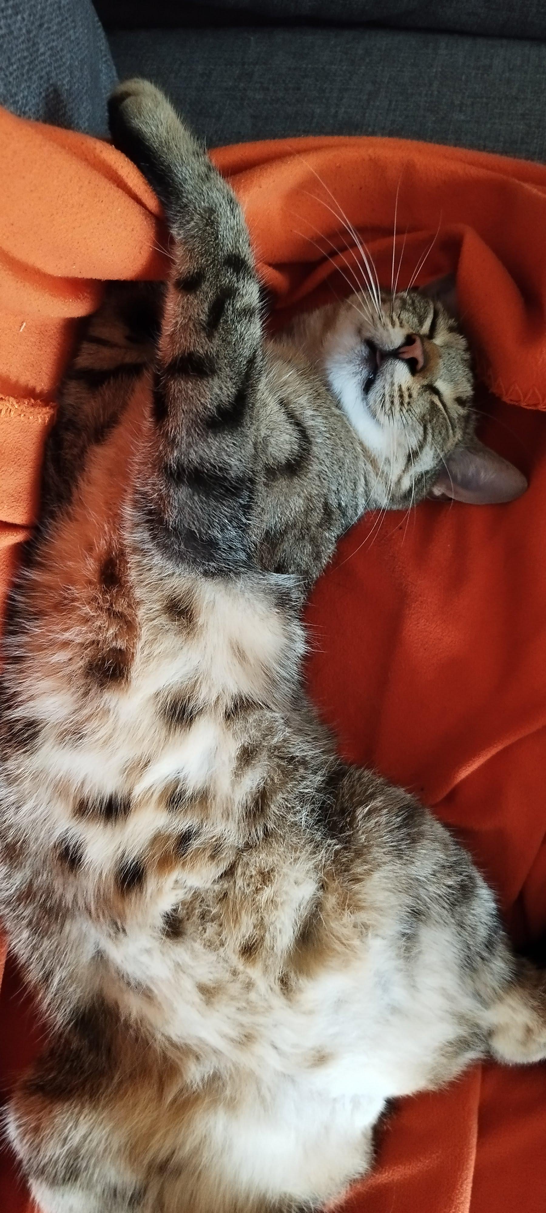 Show me your derpy sleeping blep. | Scrolller