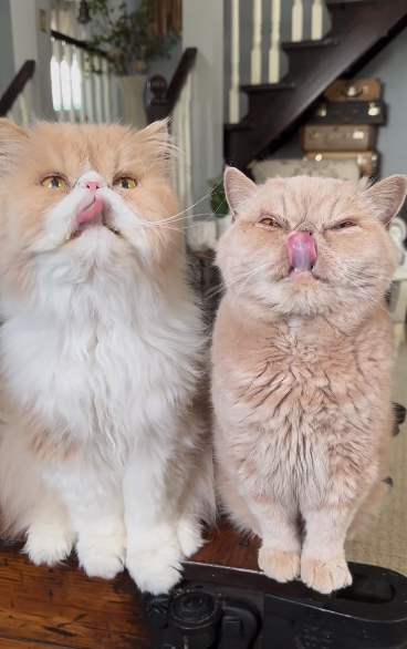 Cute Cute blep | Scrolller