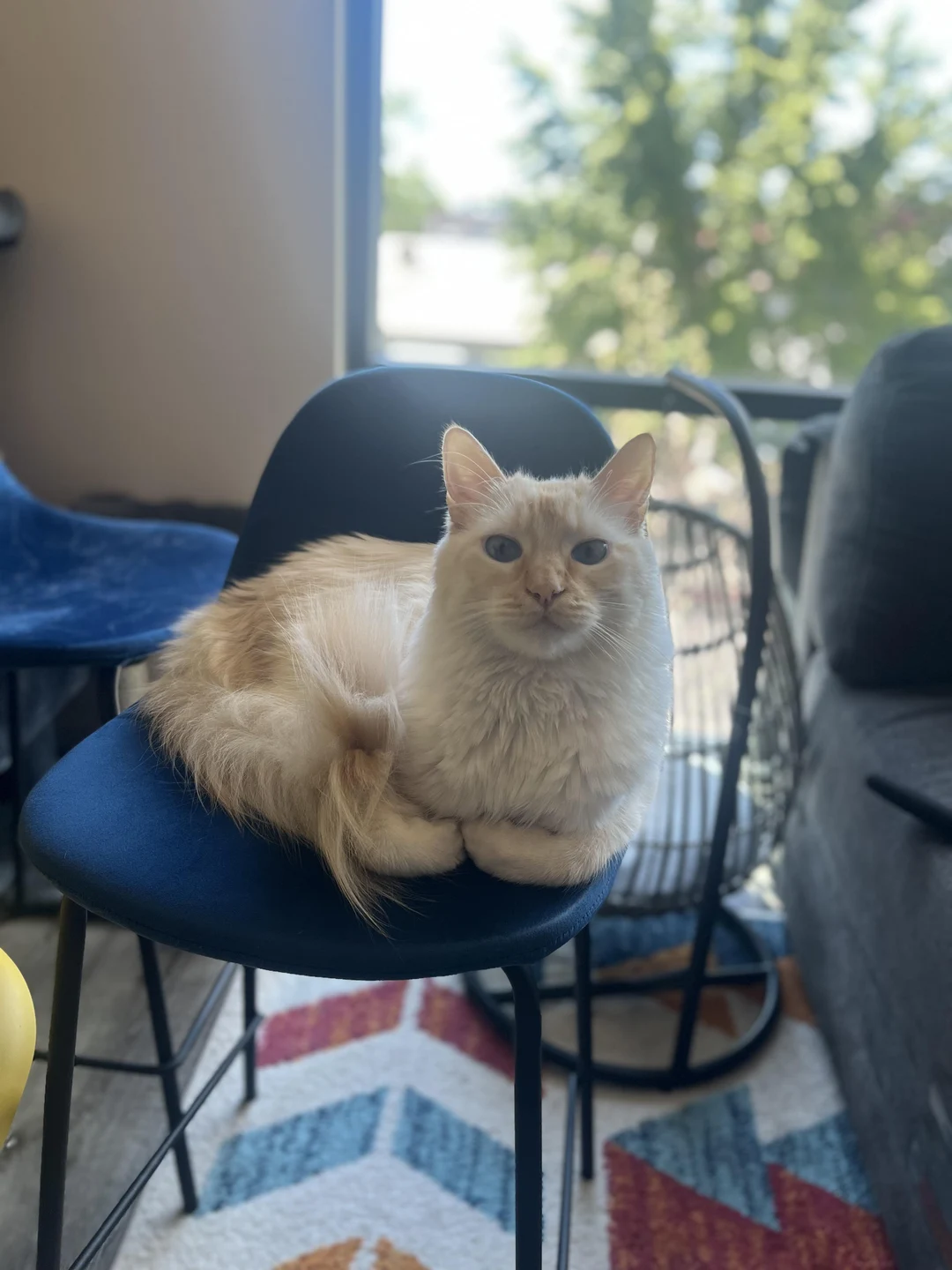Leo’s tail is too big for a perfect loaf but he tries his best | Scrolller
