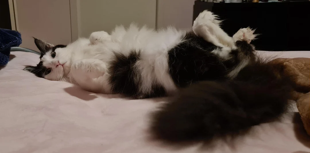 Discover more like Floof: Floofy Chip and Related Content | Scrolller