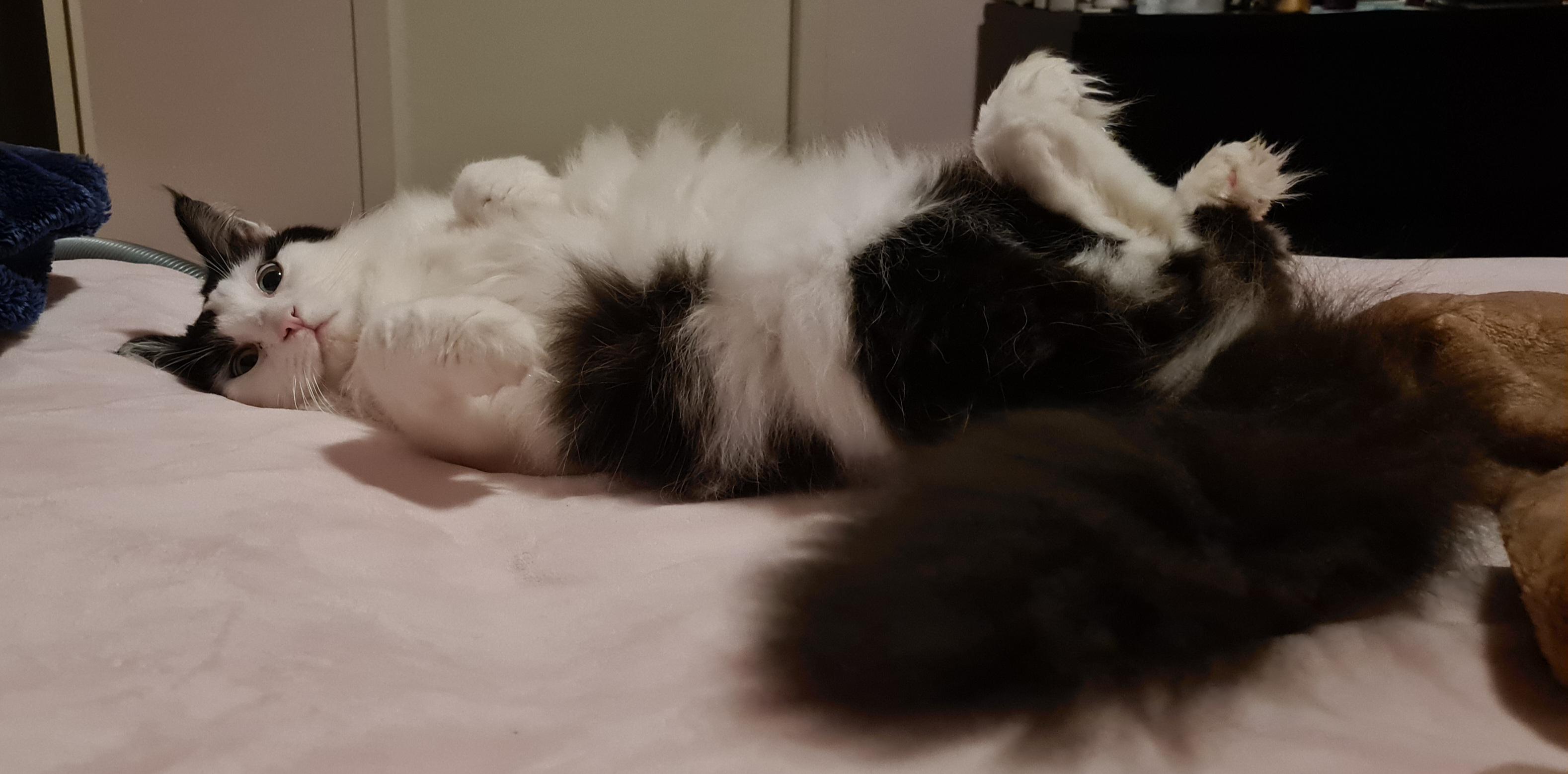 Floofy Chip | Scrolller