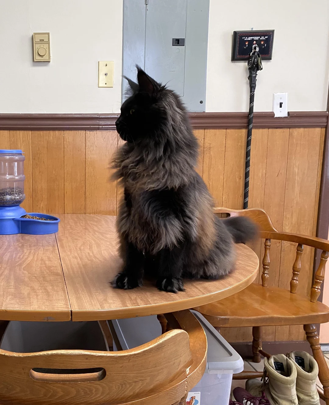 Brush recommendations for MC’s needed. | Scrolller