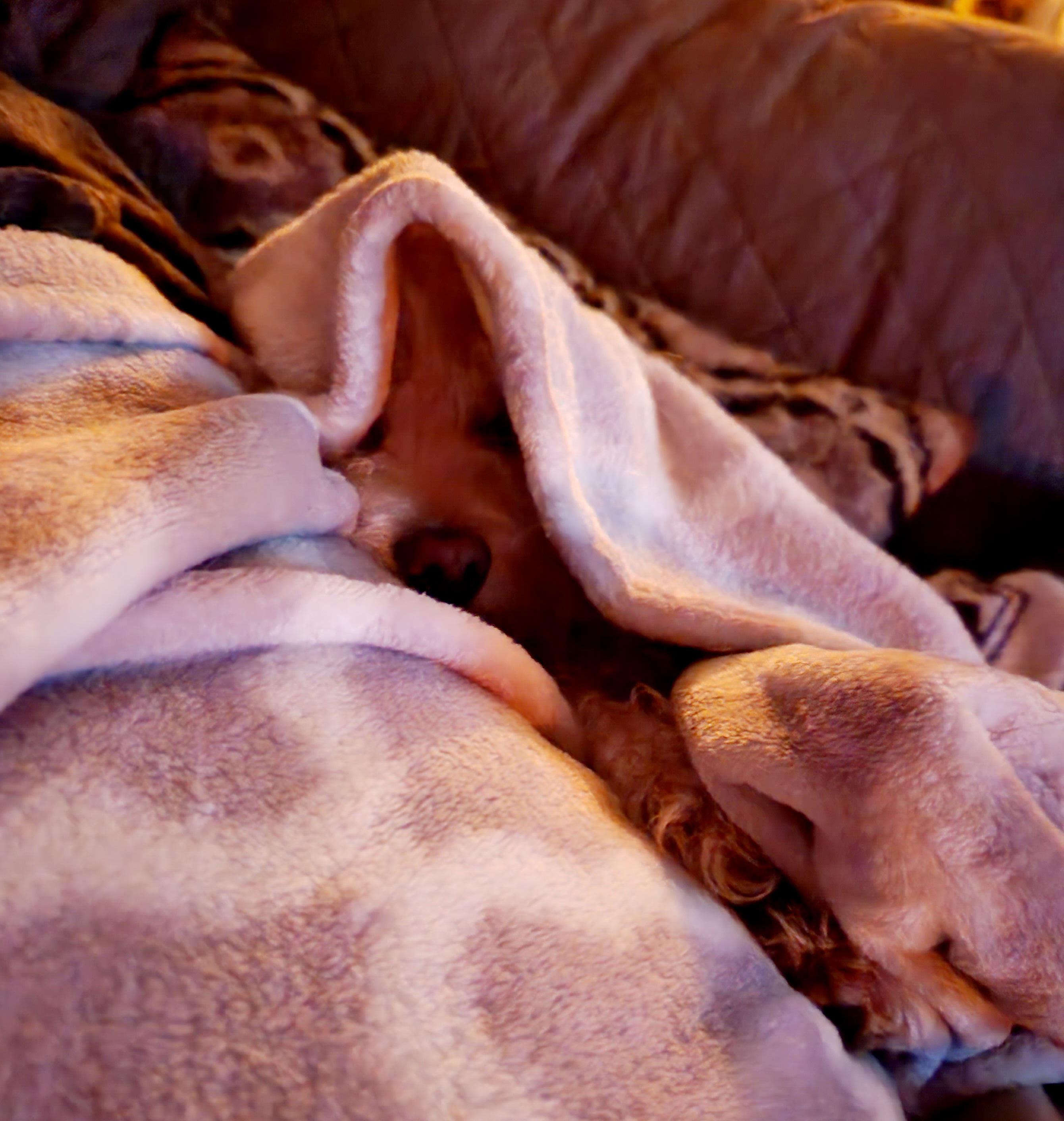 So. Very. Cozy. | Scrolller