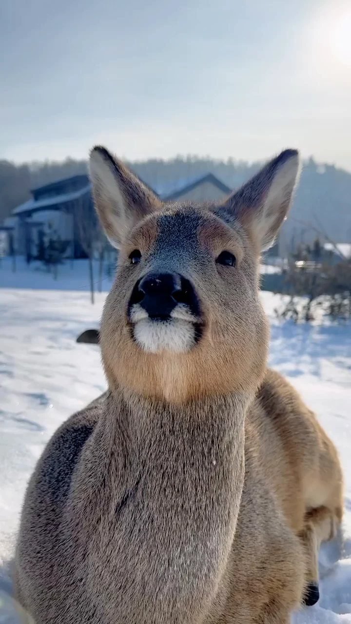 Whats the name of this specific deer type? | Scrolller