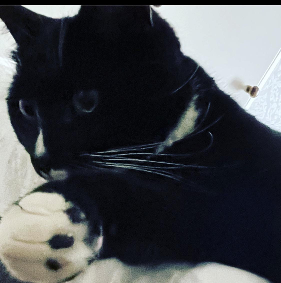 Behold the paw, so fluffy | Scrolller