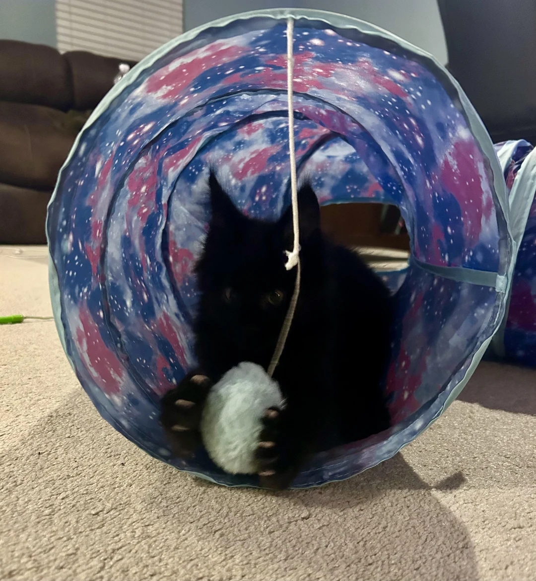 Murder mittens…ACTIVATE! | Scrolller