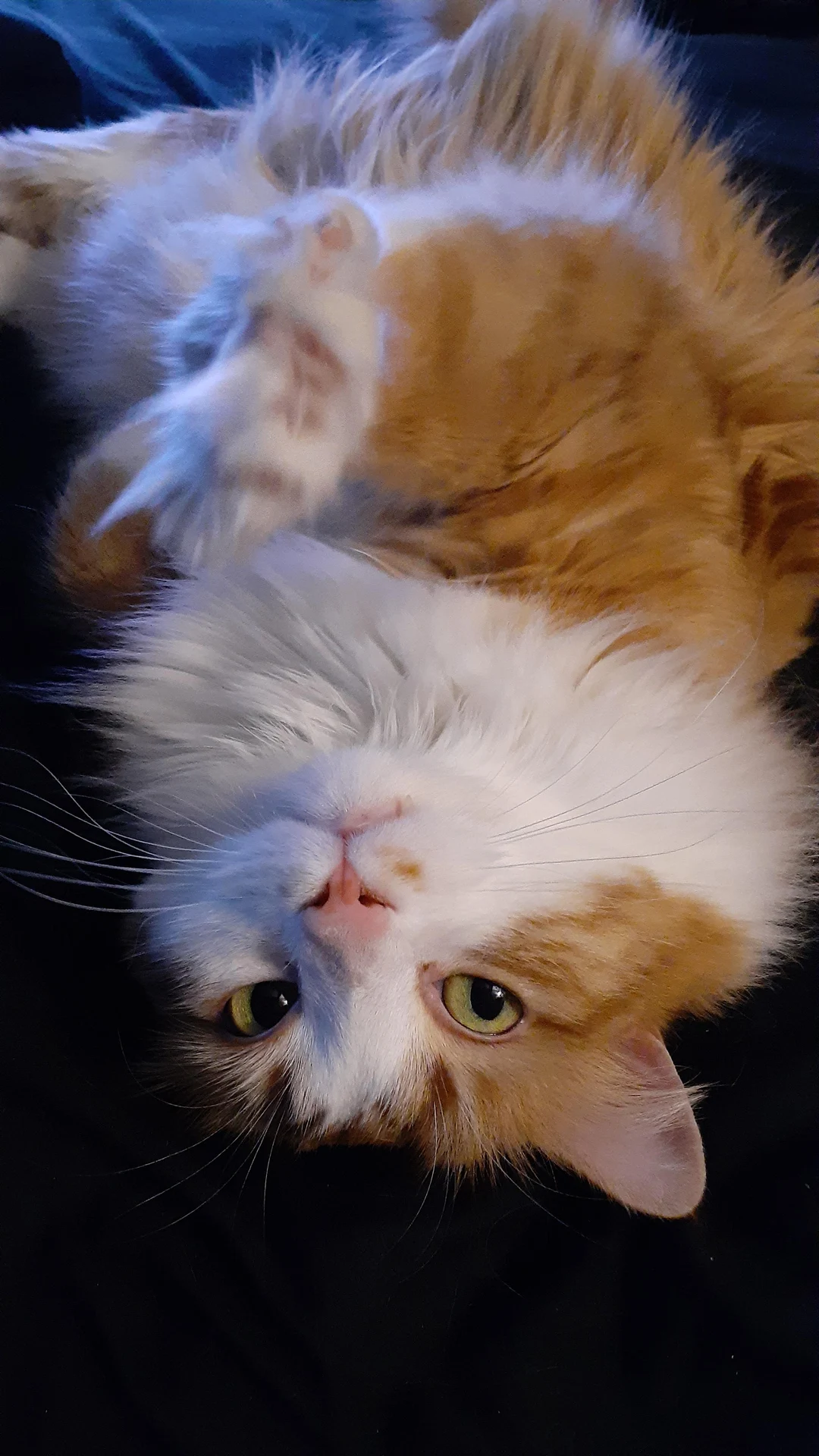 Upside down floof. | Scrolller