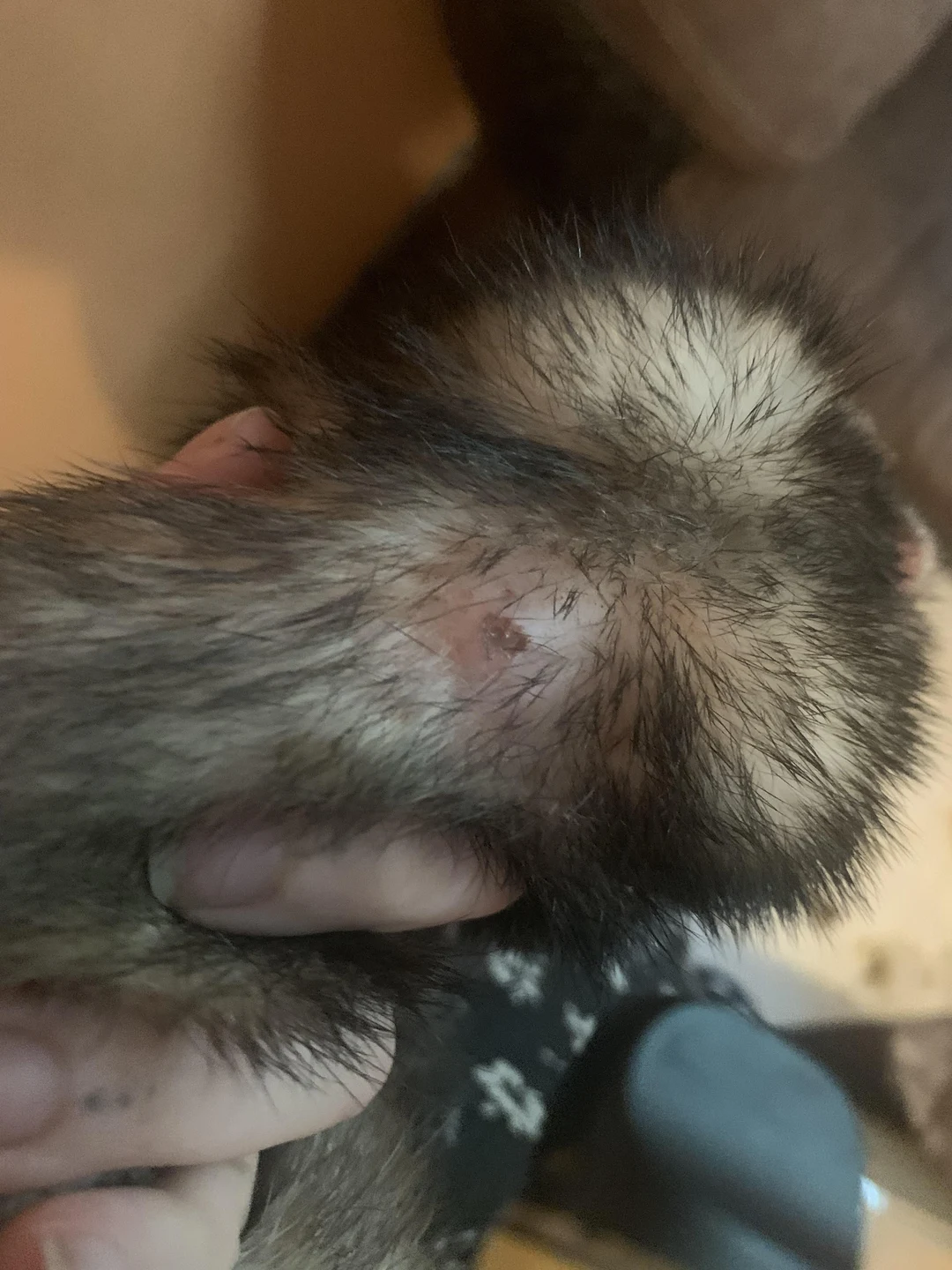 Hole in ferret? | Scrolller