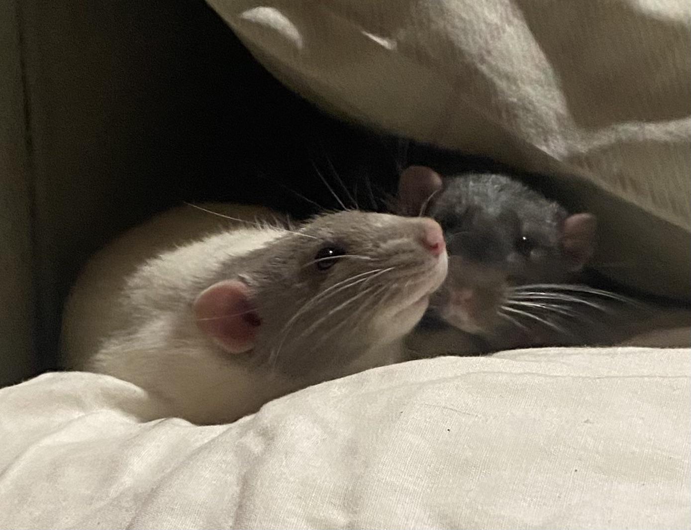 Rats and storing food | Scrolller