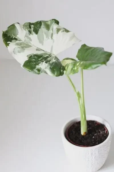 Alocasia Odora Plant Care & Ultimate Growing Guide | Scrolller