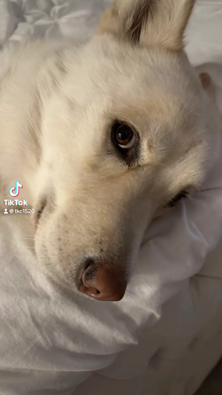 Life is ruff | Scrolller