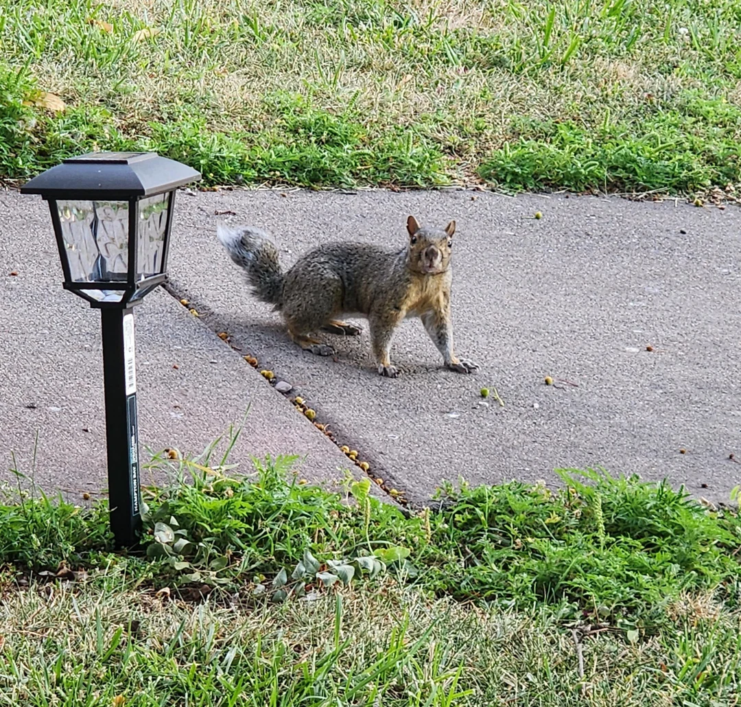 Stumpy, posing | Scrolller