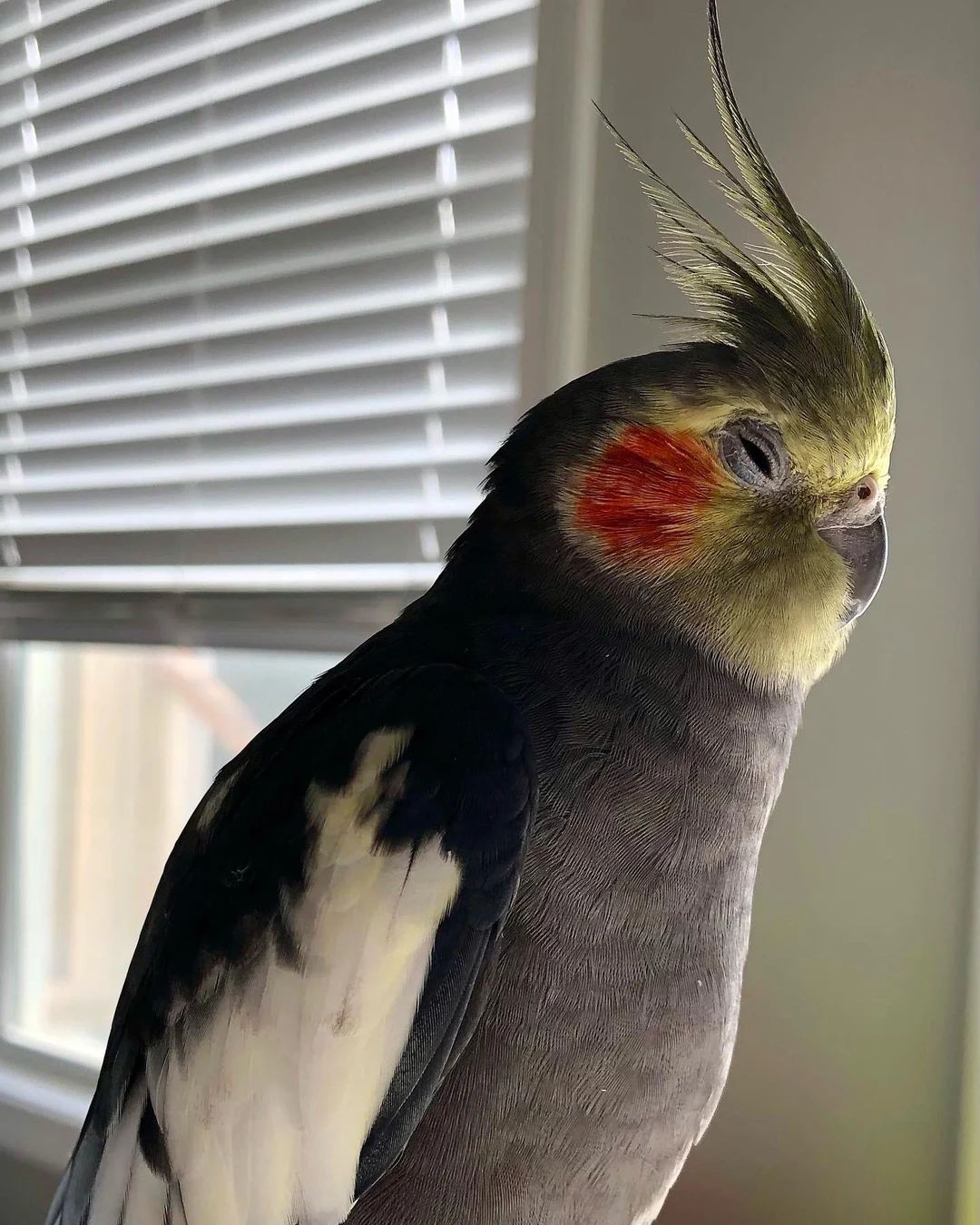 My Sammy. My dearest friend of 11 years. | Scrolller