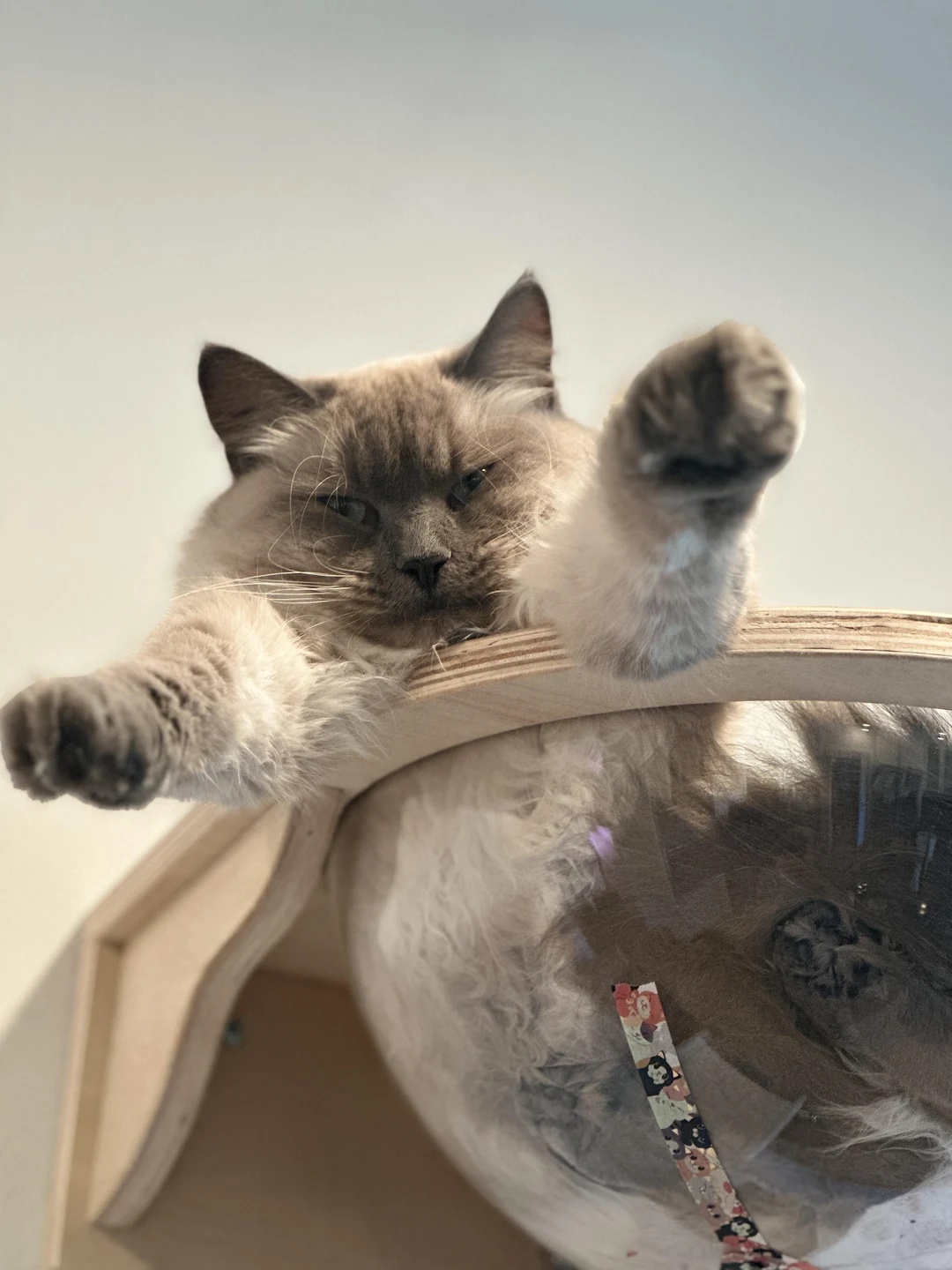 He so funny | Scrolller