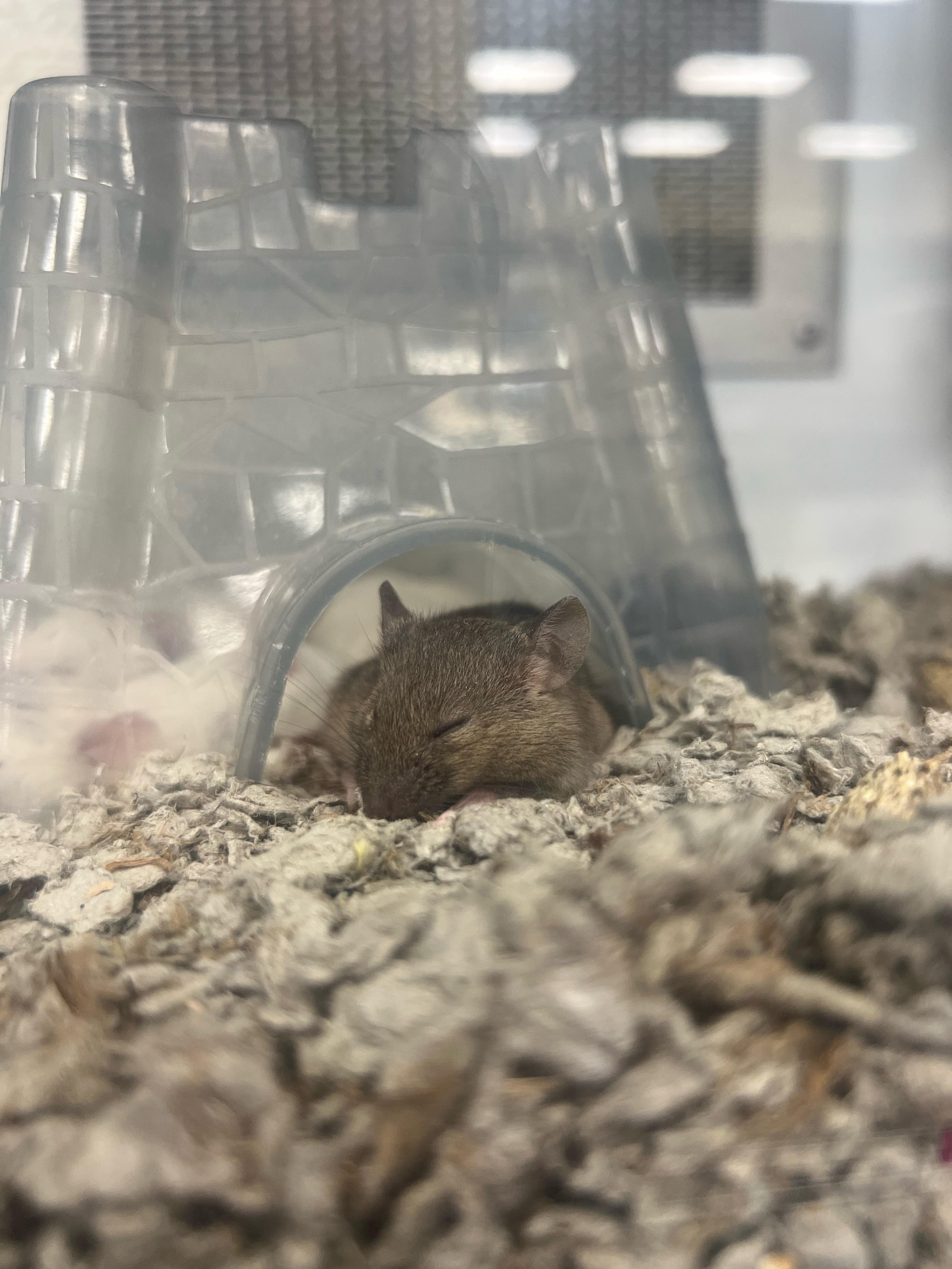 Introducing a new mouse? | Scrolller