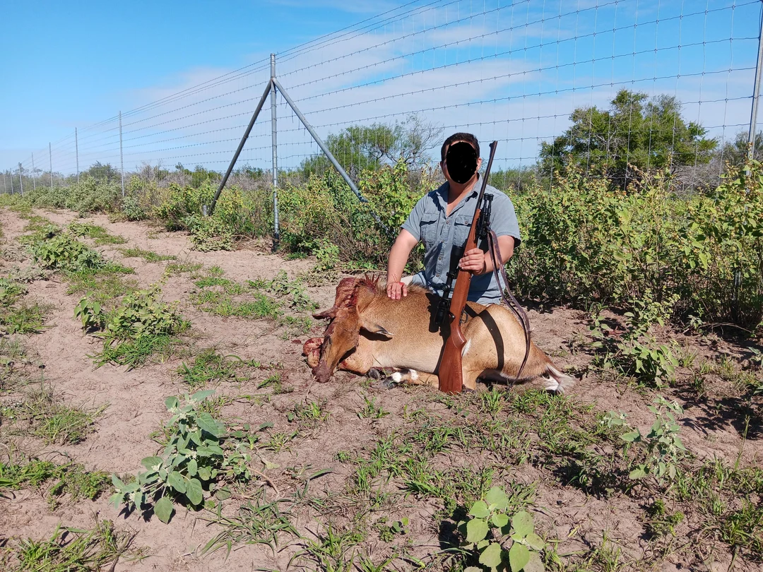 First Nilgai Cow, South Texas | Scrolller