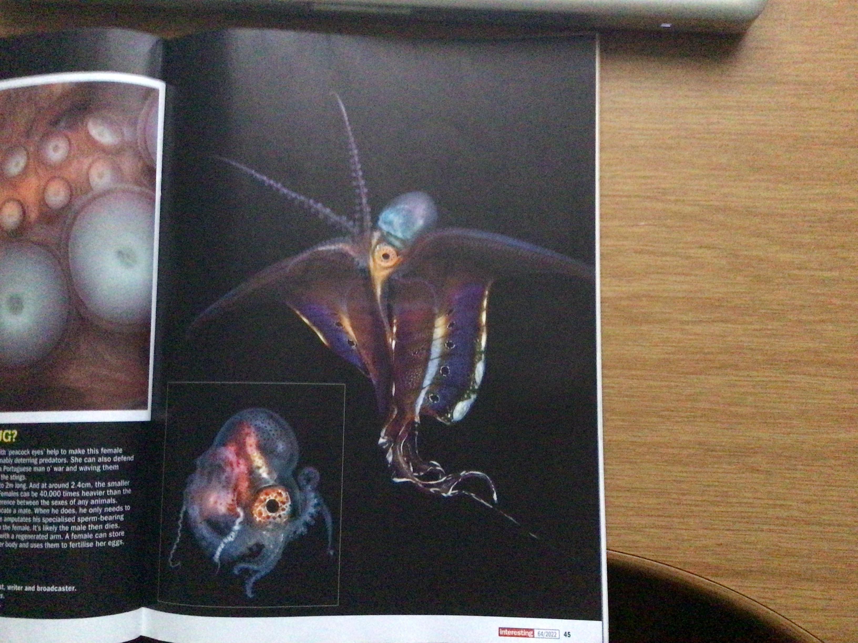 New leviathan [no spoiler] | Scrolller