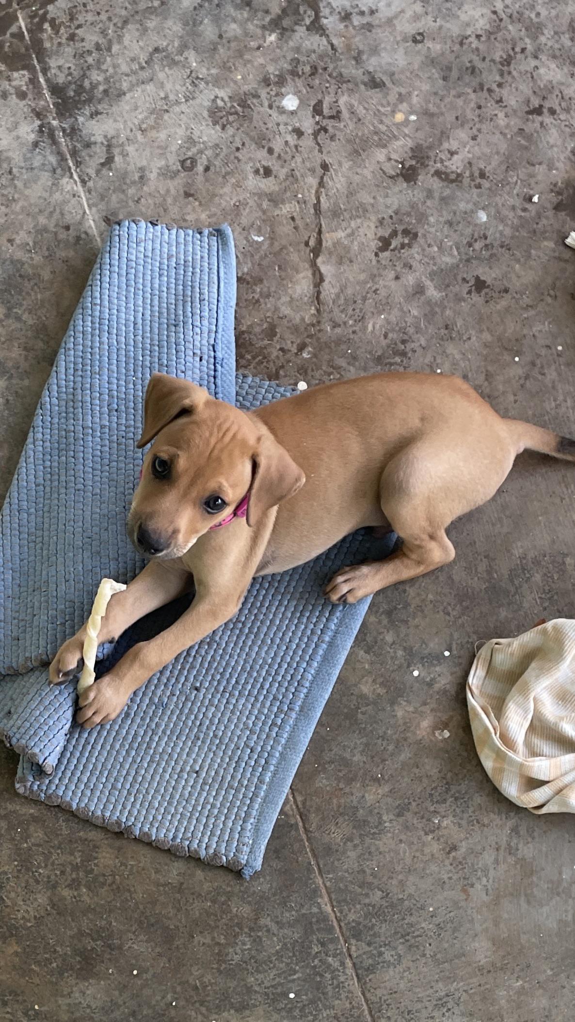 Jake chewing his bone and the doormat | Scrolller