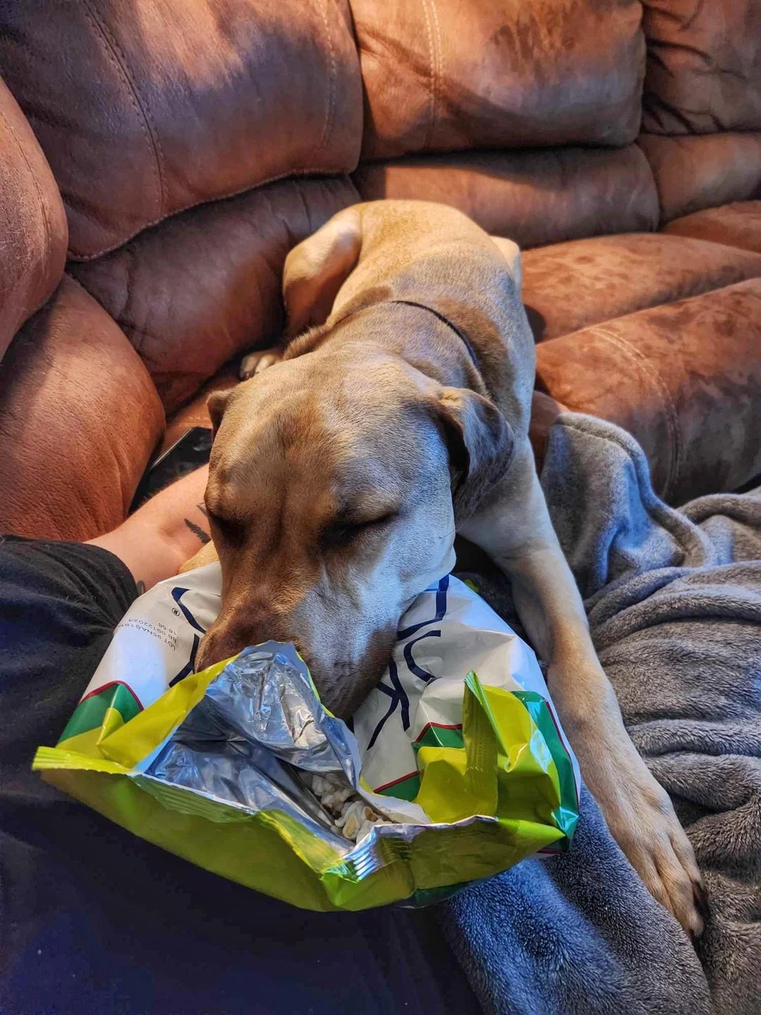 Begging is exhausting... | Scrolller