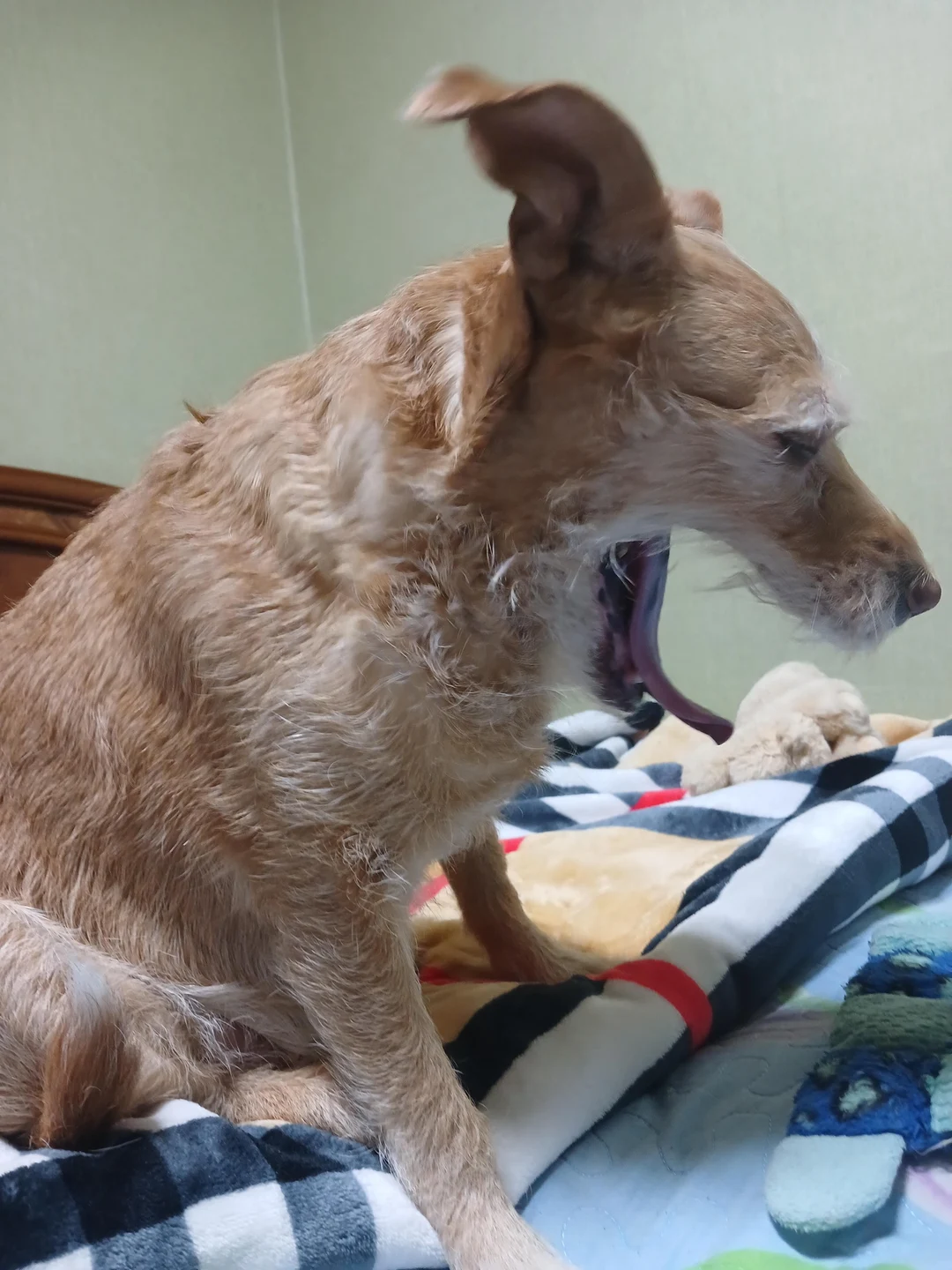 Show me your furry friends' yawning! | Scrolller