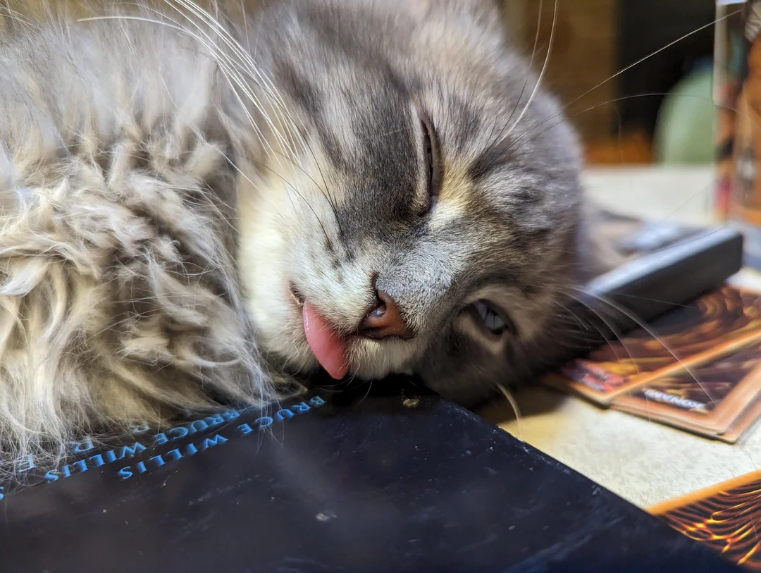 major BLEP,s 😂 | Scrolller