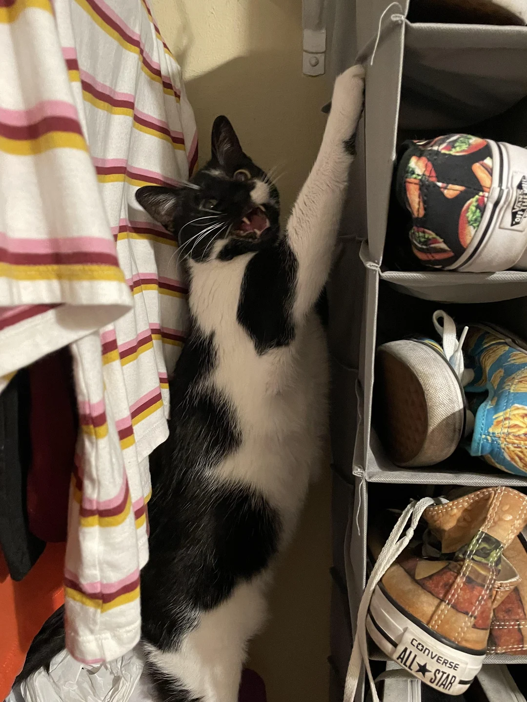 She yells to open my closet then immediately goes for this and gets stuck. | Scrolller