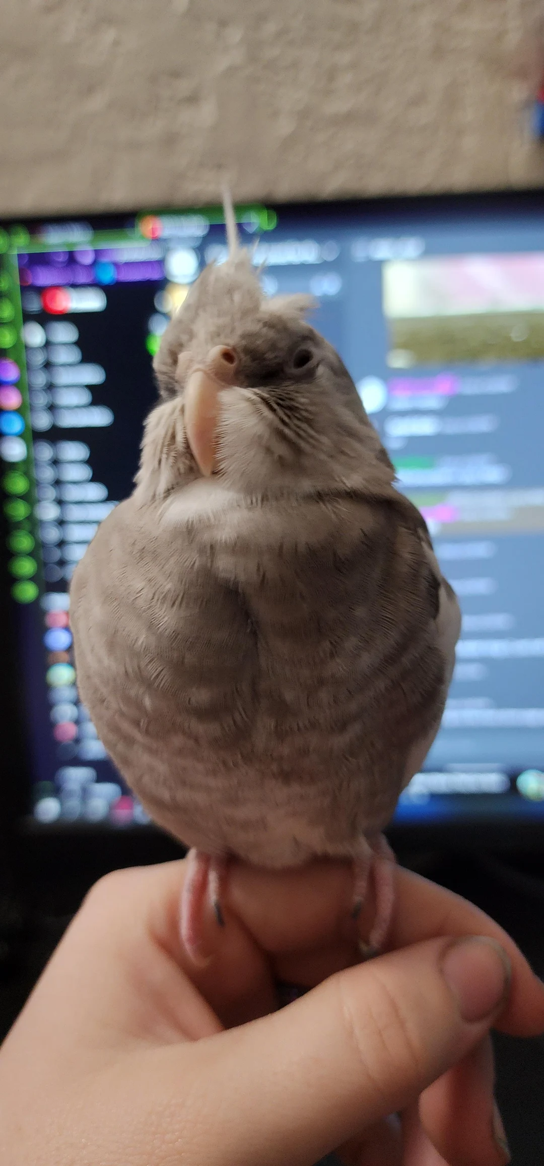 Comfy bird becomes a comfy BORB | Scrolller