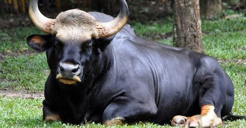 6'7'' Southeast Asian Bison | Scrolller