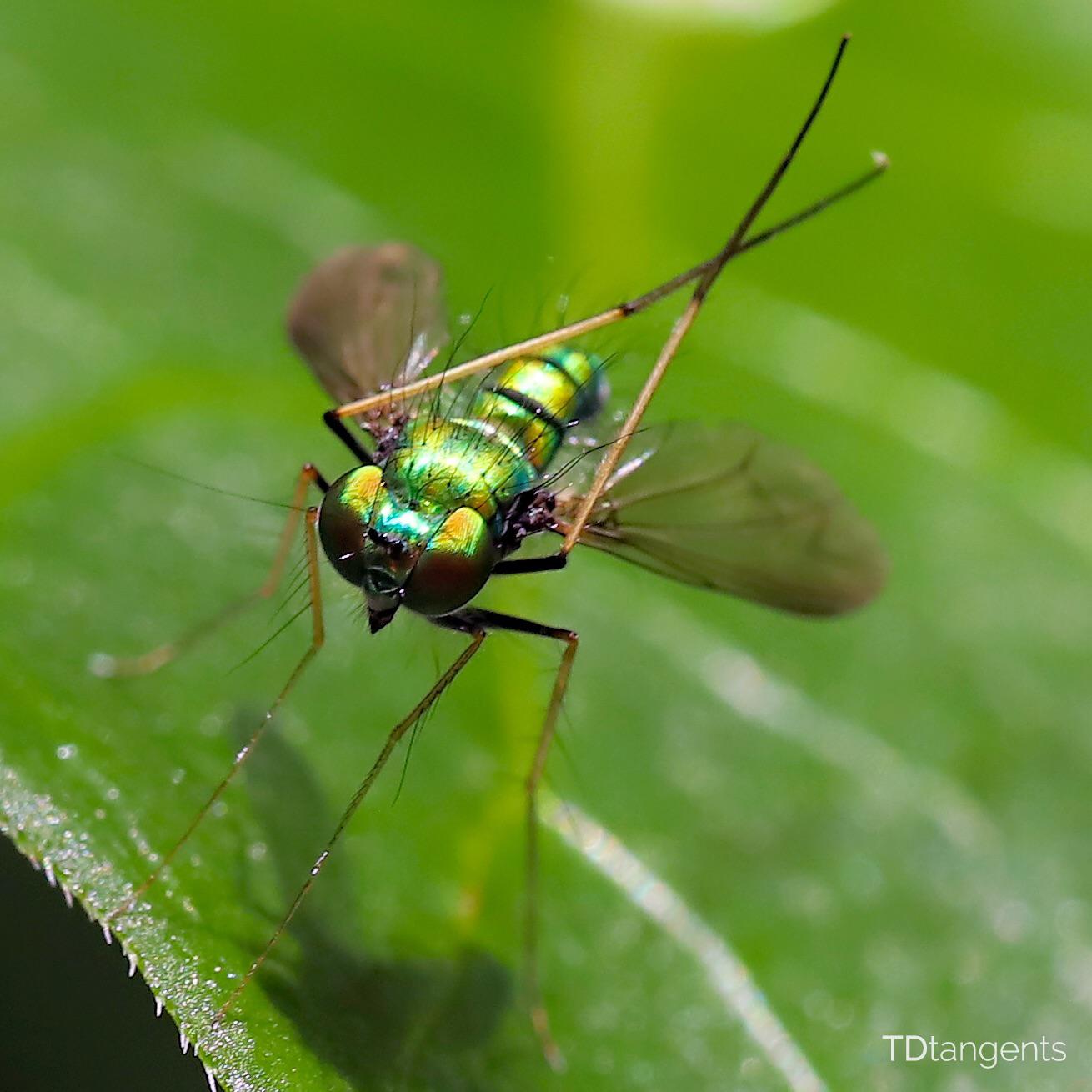 Long-Legged Fly [OC] | Scrolller
