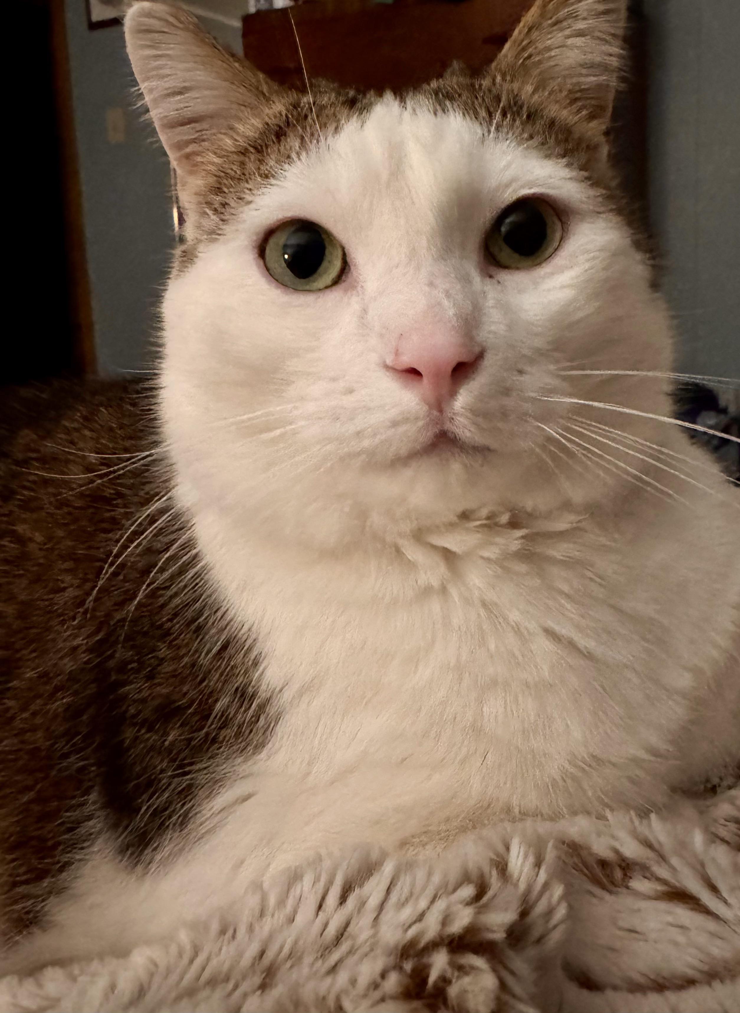 Discover more like Catpics: Gato. and Related Content | Scrolller